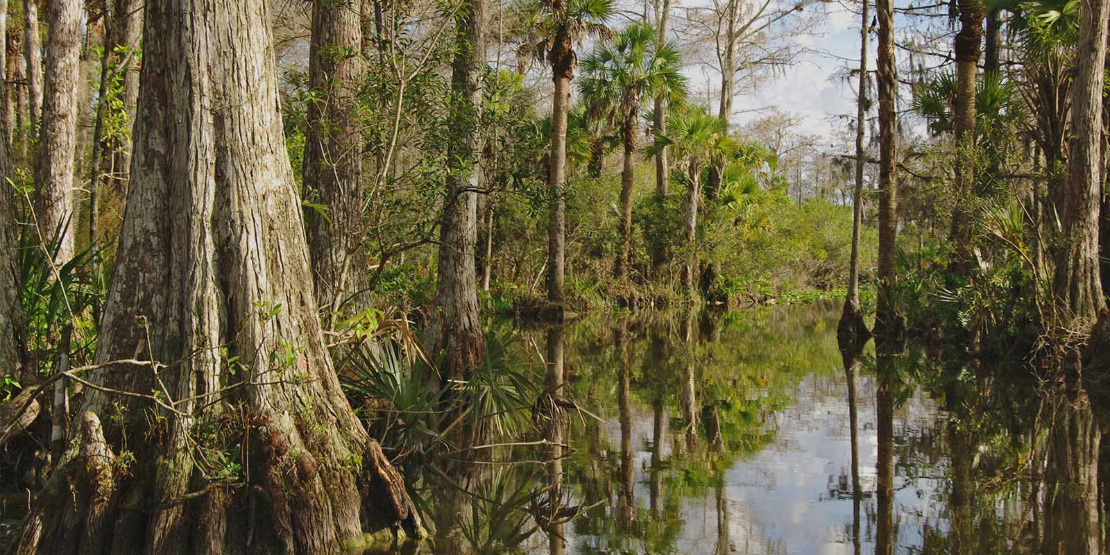 Florida: An Ecology Adventure | EF Educational Tours Canada